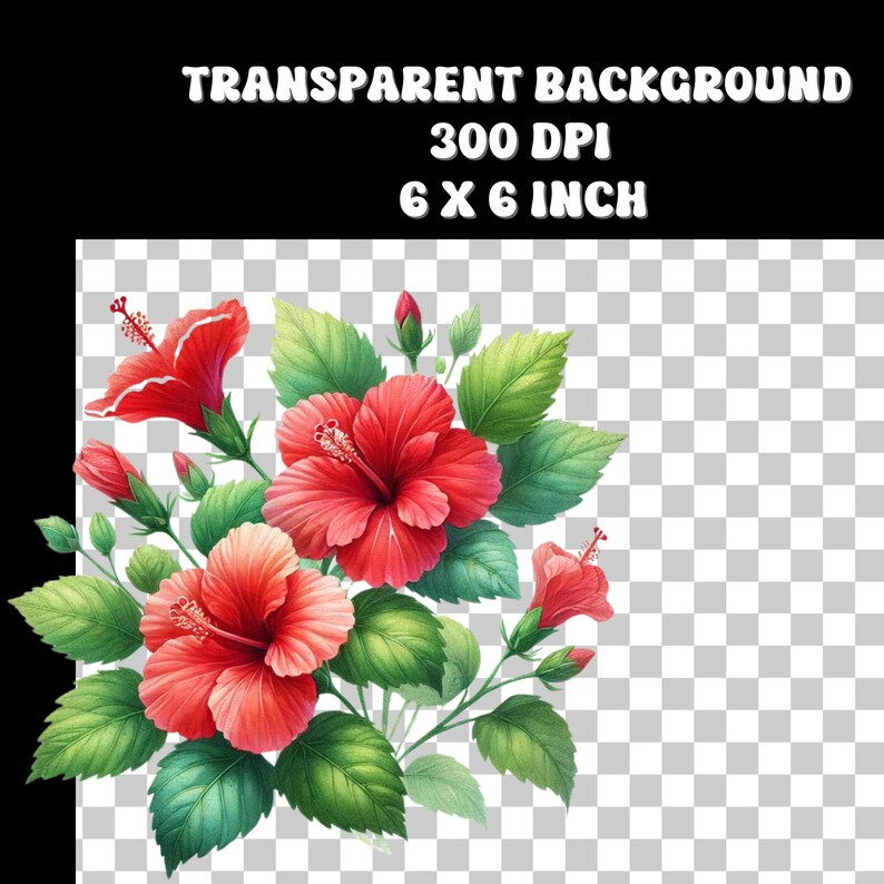 Hibiscus Watercolor Clipart - 30 Tropical Floral Pngs, 300 DPI, Exotic ...