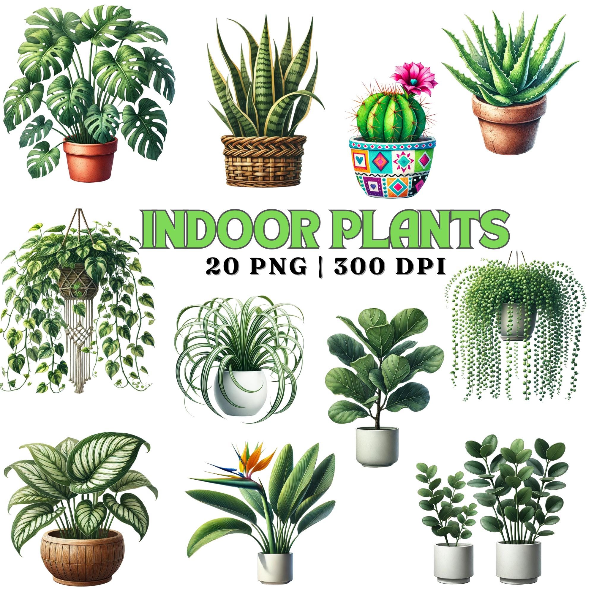 Watercolor Indoor Plants Clipart: 20 PNG Illustrations (300 DPI) - Etsy