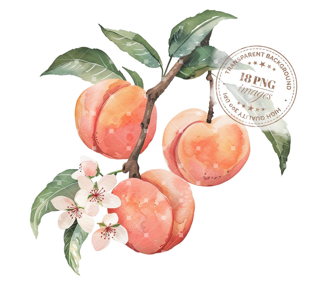 18 Watercolor Peach Clipart, High Quality Transparent Pngs, Instant ...