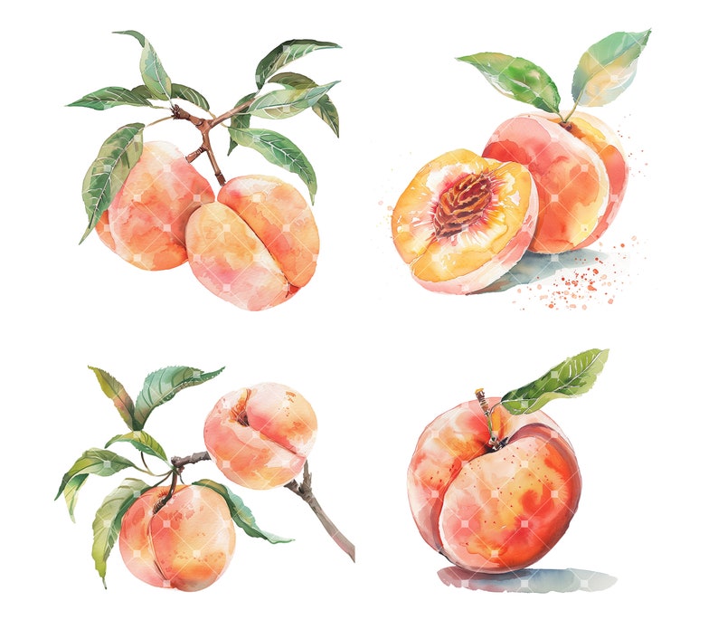 18 Watercolor Peach Clipart, High Quality Transparent Pngs, Instant ...