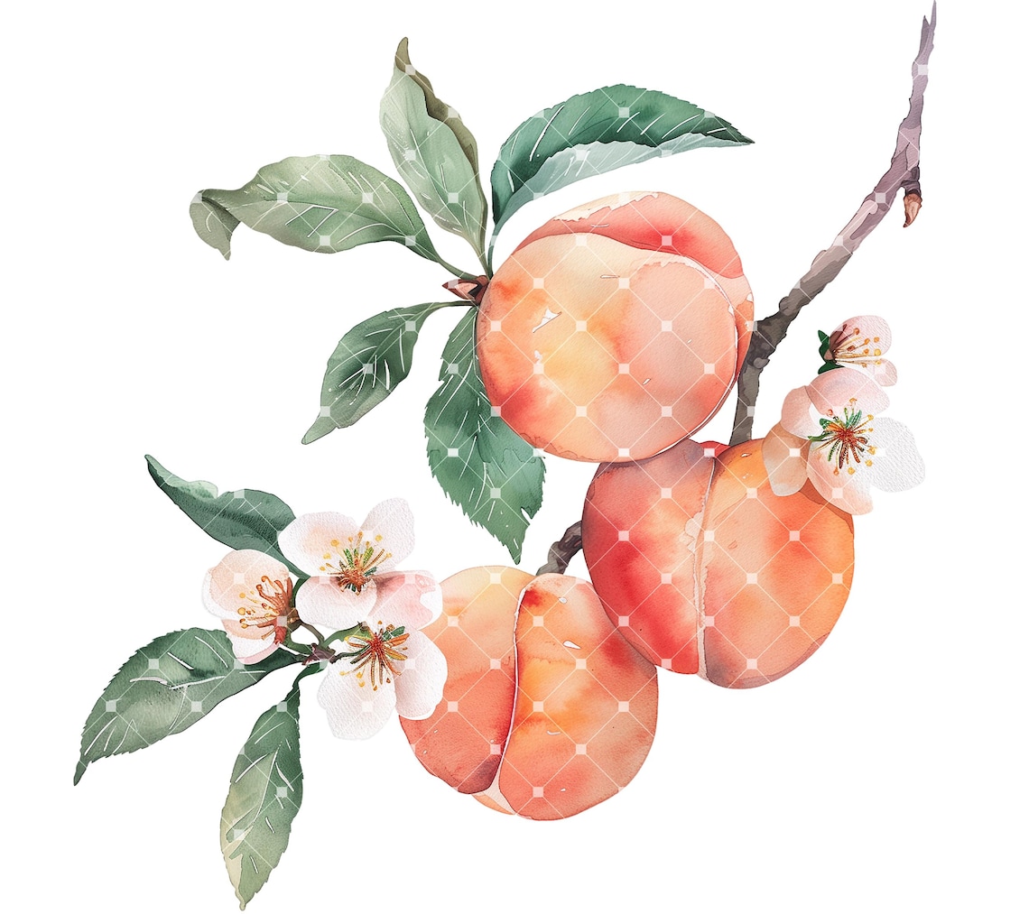 18 Watercolor Peach Clipart, High Quality Transparent Pngs, Instant ...