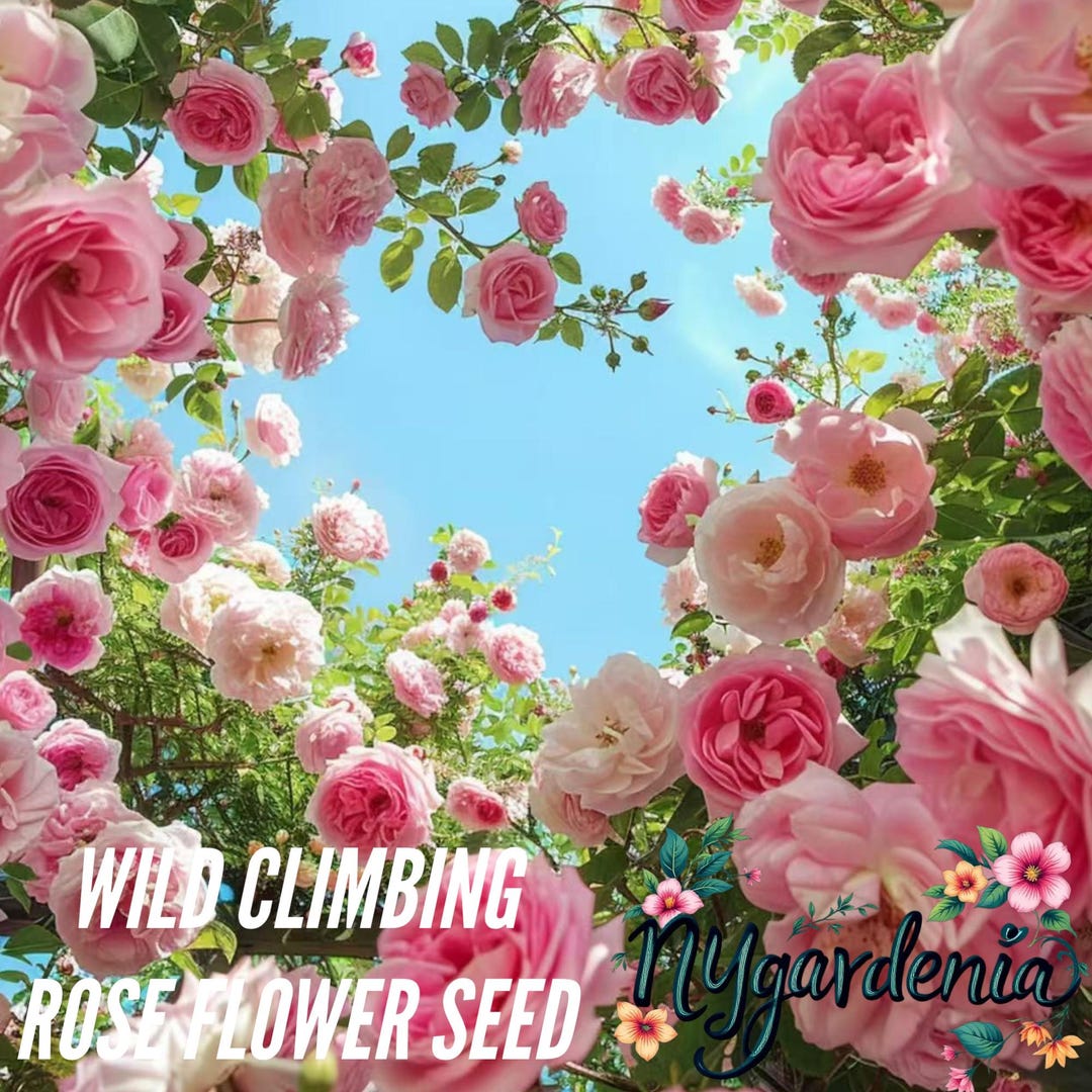 Pink Climbing Rose Seeds – 20 Seeds – Non-gmo Variety for Arbors ...