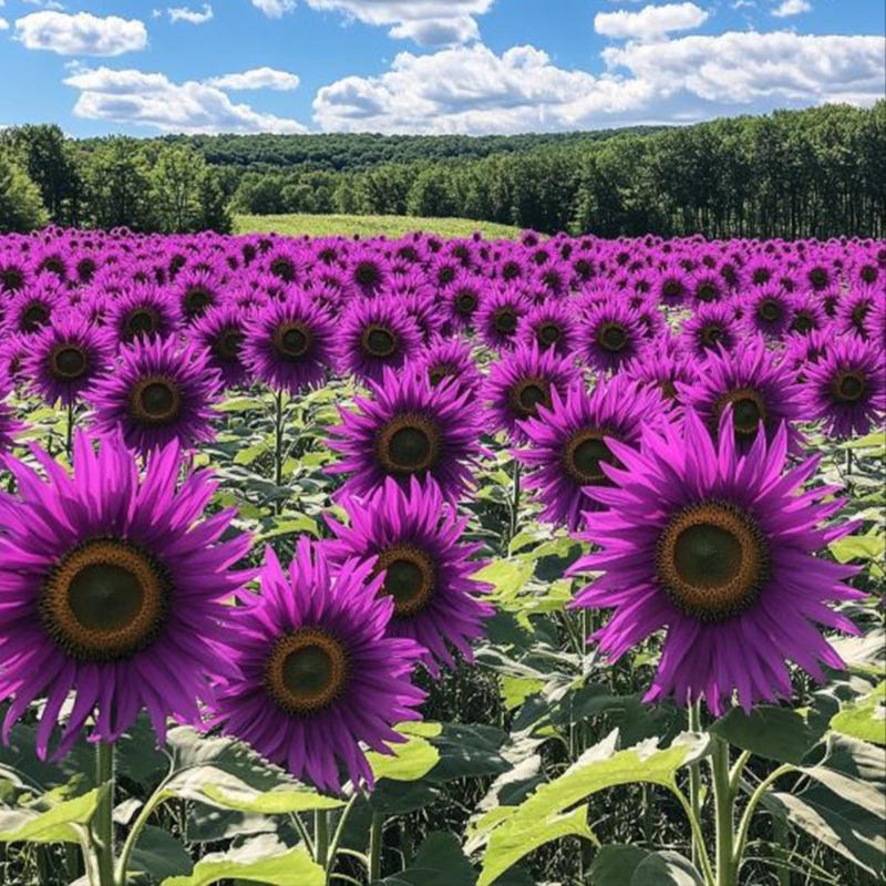 Purple Sunflower - Etsy