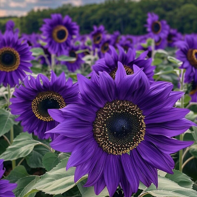 50pcs ‘violet Majesty’ Purple Sunflower Seeds – Rare Heirloom Variety ...
