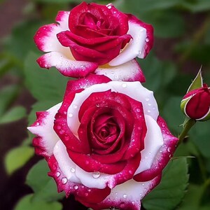 Two-tone Red White Rose Seeds – 20 Seeds – Non-gmo Variety for Elegant ...