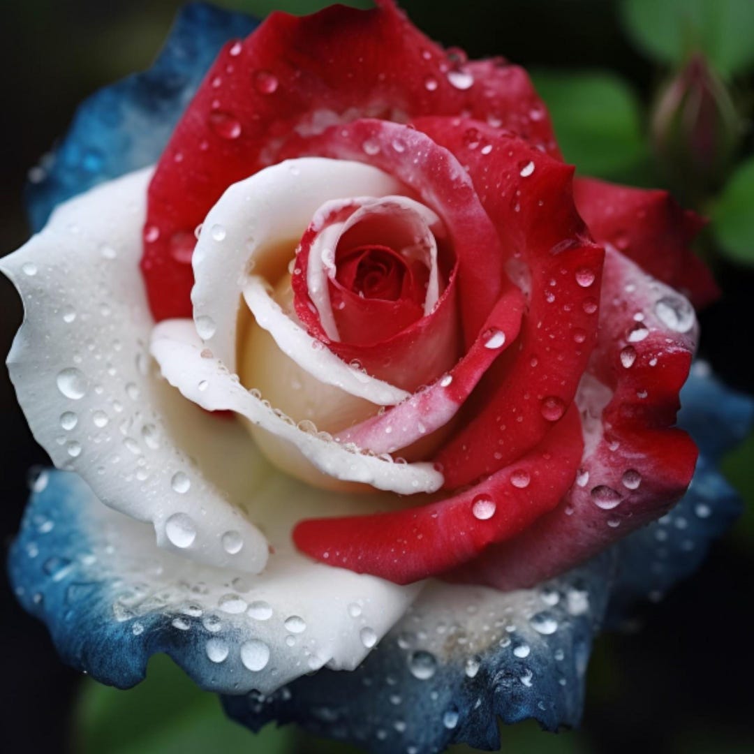 20 Tricolor Rose Seeds – Rare Red White Blue Blooms – Unique Garden ...