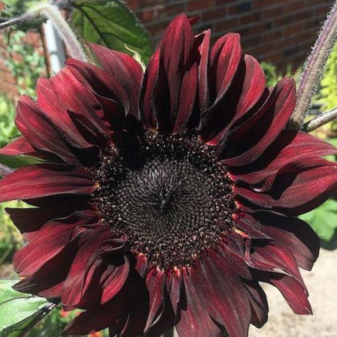 Chocolate Cherry Sunflower Seeds - 50pcs/pack | Rich Red-brown Blooms ...