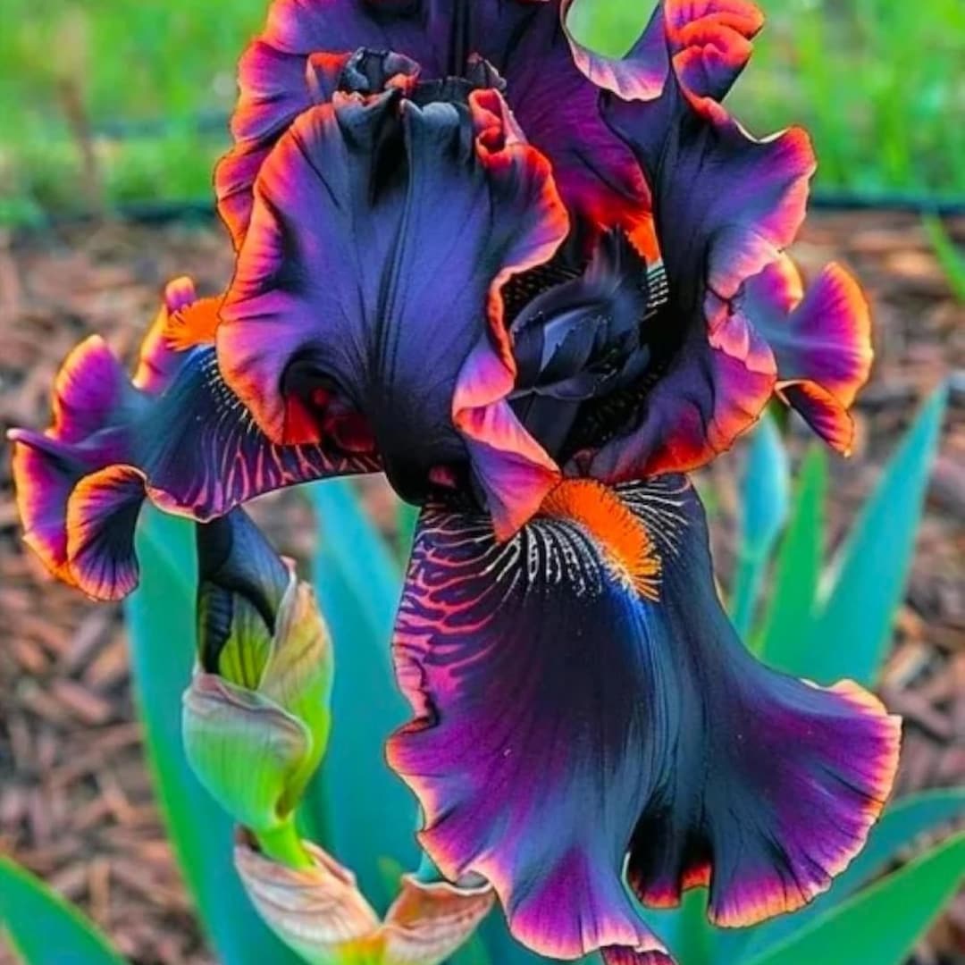 Iris Flower Seeds – 35 Seeds – Non-gmo Mixed Color Bearded Iris for ...