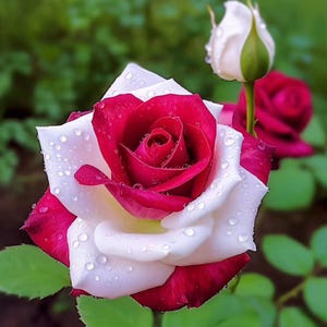 Two-tone Red White Rose Seeds – 20 Seeds – Non-gmo Variety for Elegant ...