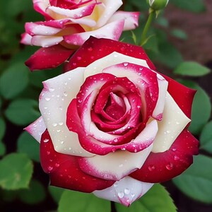 Two-tone Red White Rose Seeds – 20 Seeds – Non-gmo Variety for Elegant ...
