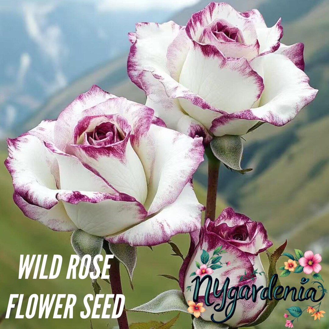 Wild Rose Flower Seeds – 20 Seeds – Non-gmo Variety for Elegant Garden ...