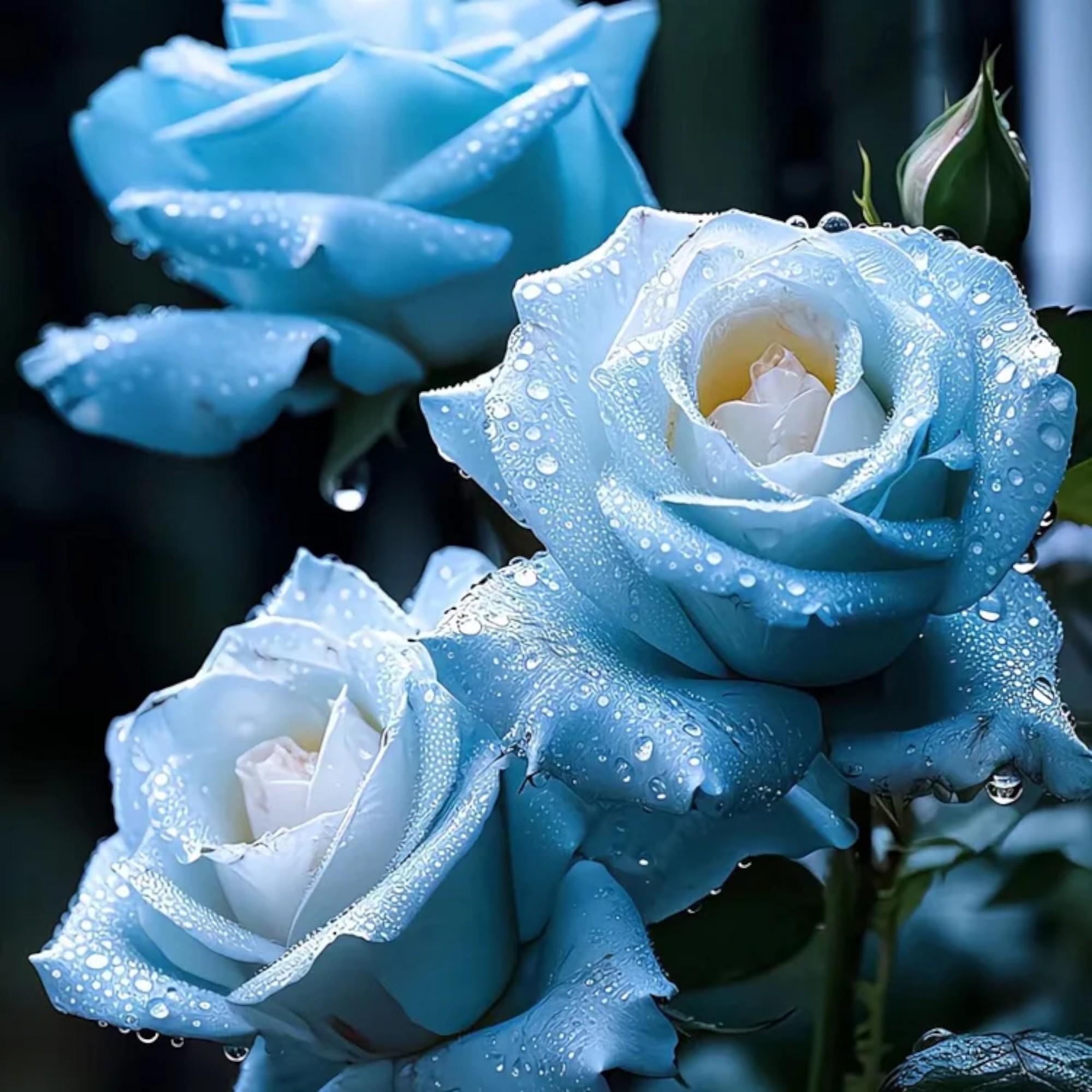 20 Blue Rose Seeds – Rare Deep Sky-blue Blooms for Garden & Unique ...