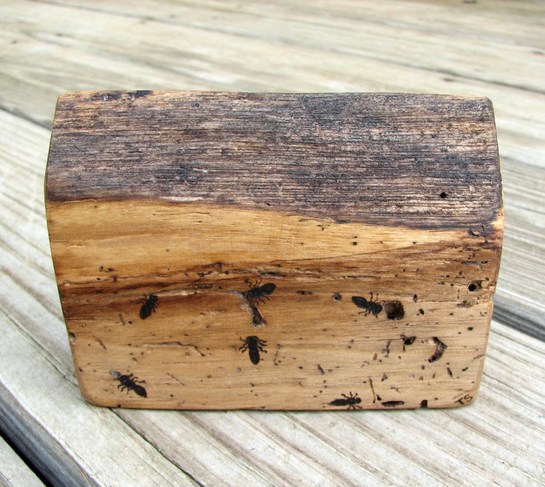 Your Very Own Ant Colony - Eco Friendly Upcycled Rustic Natural Walnut ...