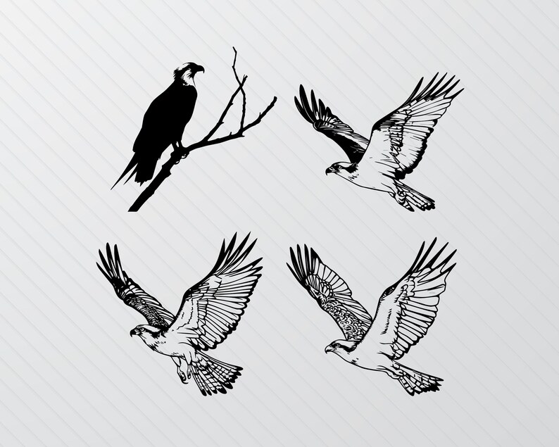 Osprey Silhouette Vector, Osprey Svg Bundle Clipart, Osprey Png File ...
