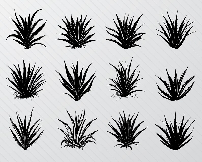 Aloe Vera Silhouette Vector, Aloe Vera Svg Bundle, Aloe Vera Clipart ...
