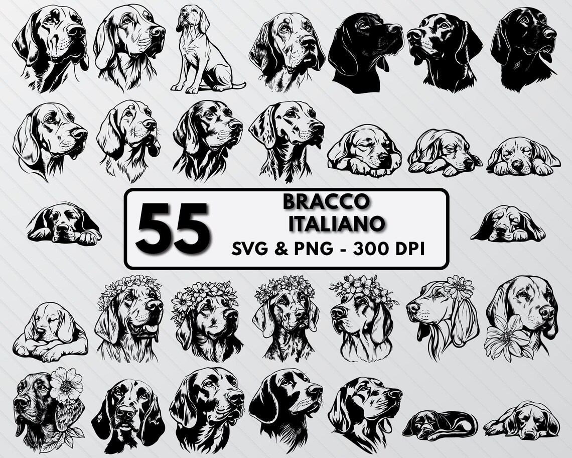 Bracco Italiano SVG Bundle: Dog Silhouette Clipart (PNG, Vector) - Etsy