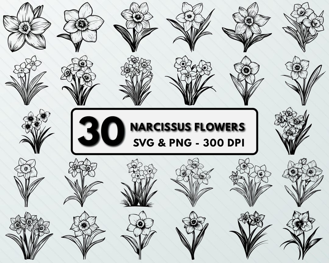 Narcissus Flower Svg, Narcissus Png, December Birthday Flowers Clip Art ...