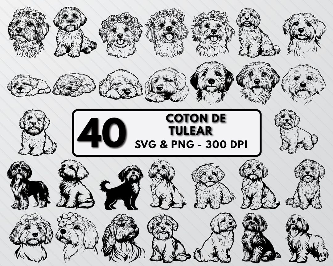 Coton De Tulear Svg Bundle, Coton De Tulear Silhouette, Coton Dog Png ...
