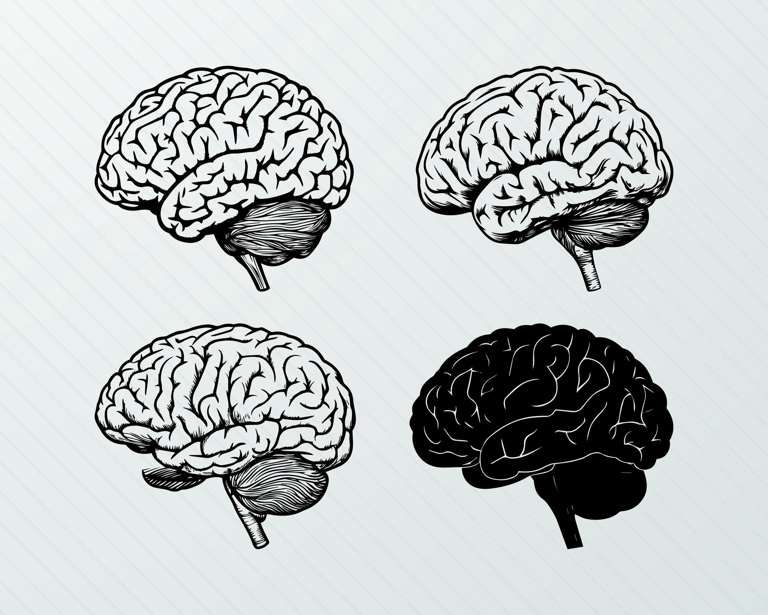 Human Brain Svg Png, Human Brain Clipart, Human Brain Silhouette, Human ...