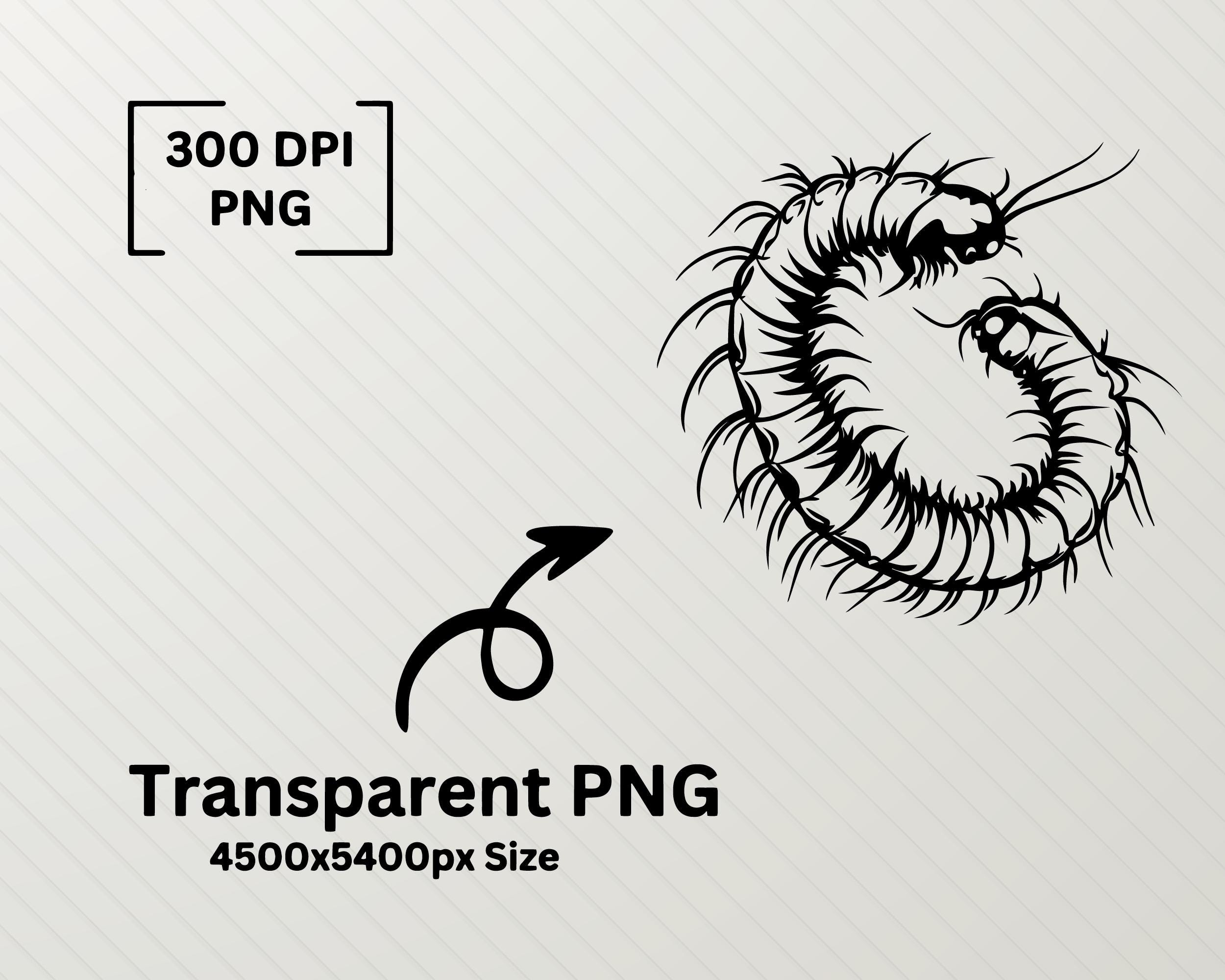 Centipede SVG Bundle: Insect Silhouette, Line Art (PNG) - Etsy