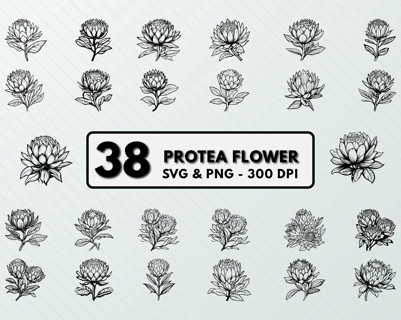 Protea Flower SVG PNG: Floral Silhouette Clipart (300 DPI) - Etsy