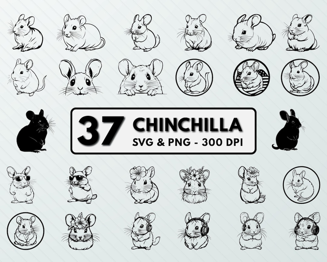 Chinchilla Clipart: 58 SVG & PNG Files, Line Art Decal - Etsy