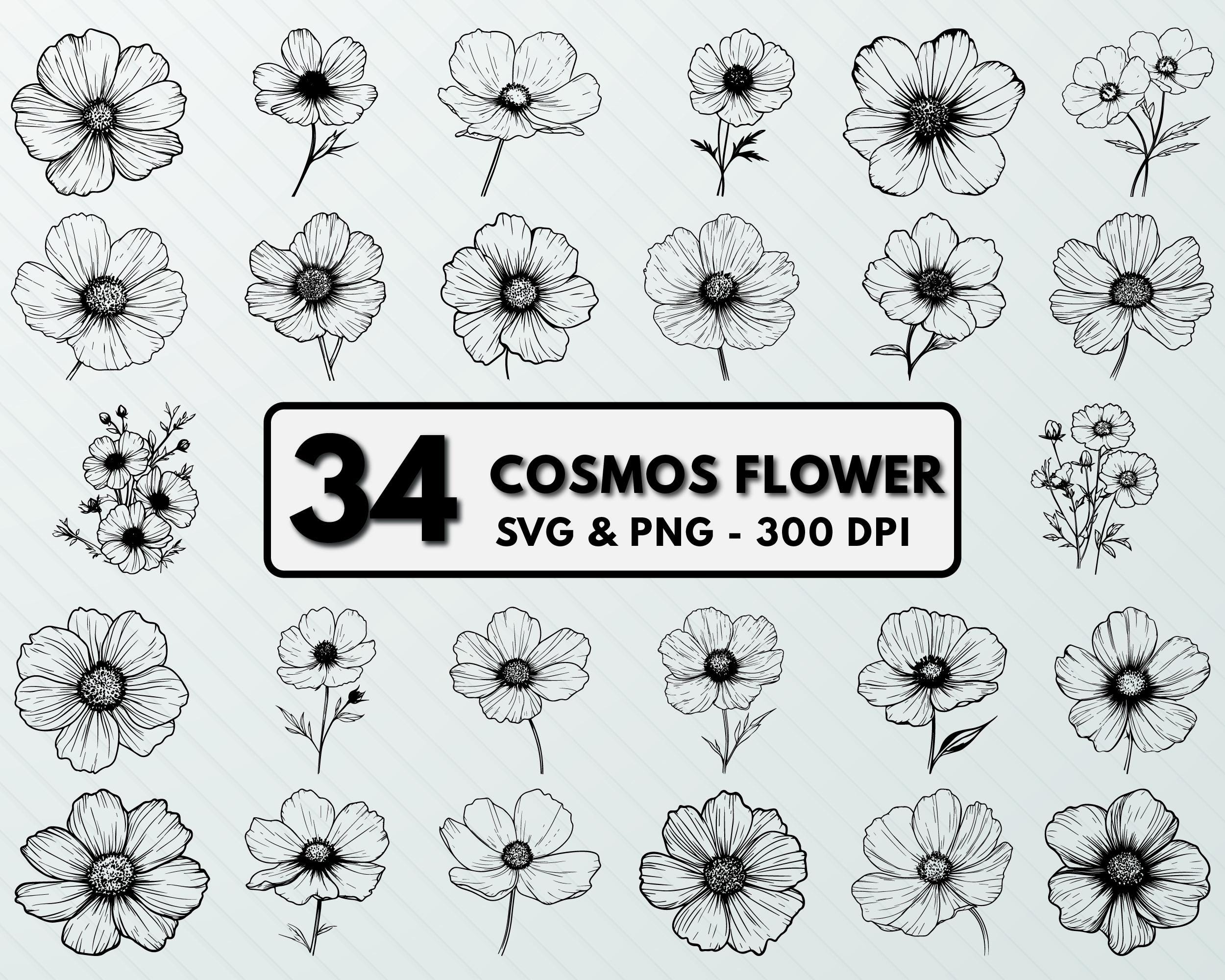 Cosmos Flower Svg, Cosmos Flower Png, Birth Month Flower, Decal ...