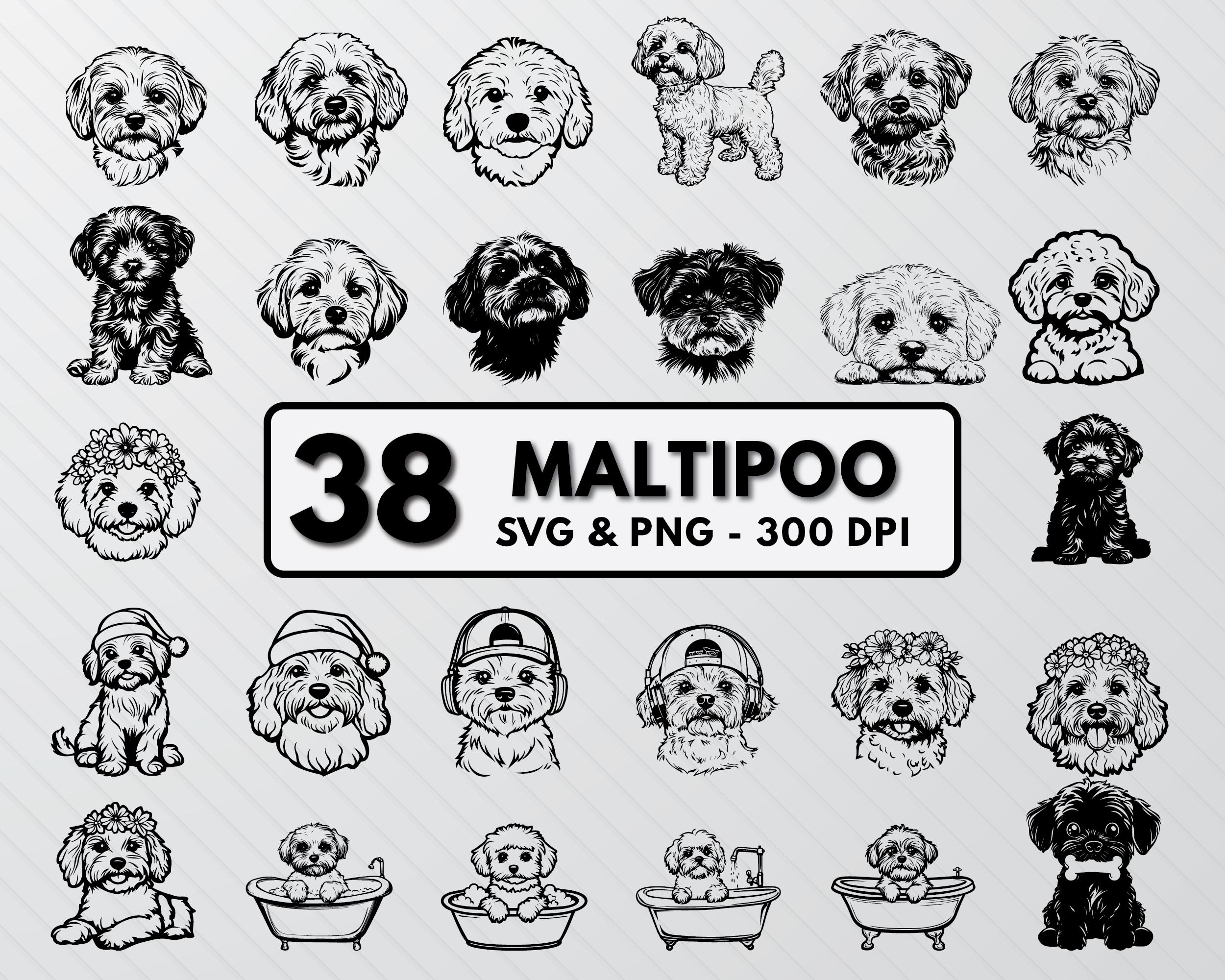 Maltipoo Dog Svg Bundle, Maltipoo Silhouette, Maltipoo Vector Art ...