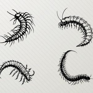 Centipede SVG Bundle: Insect Silhouette, Line Art (PNG) - Etsy