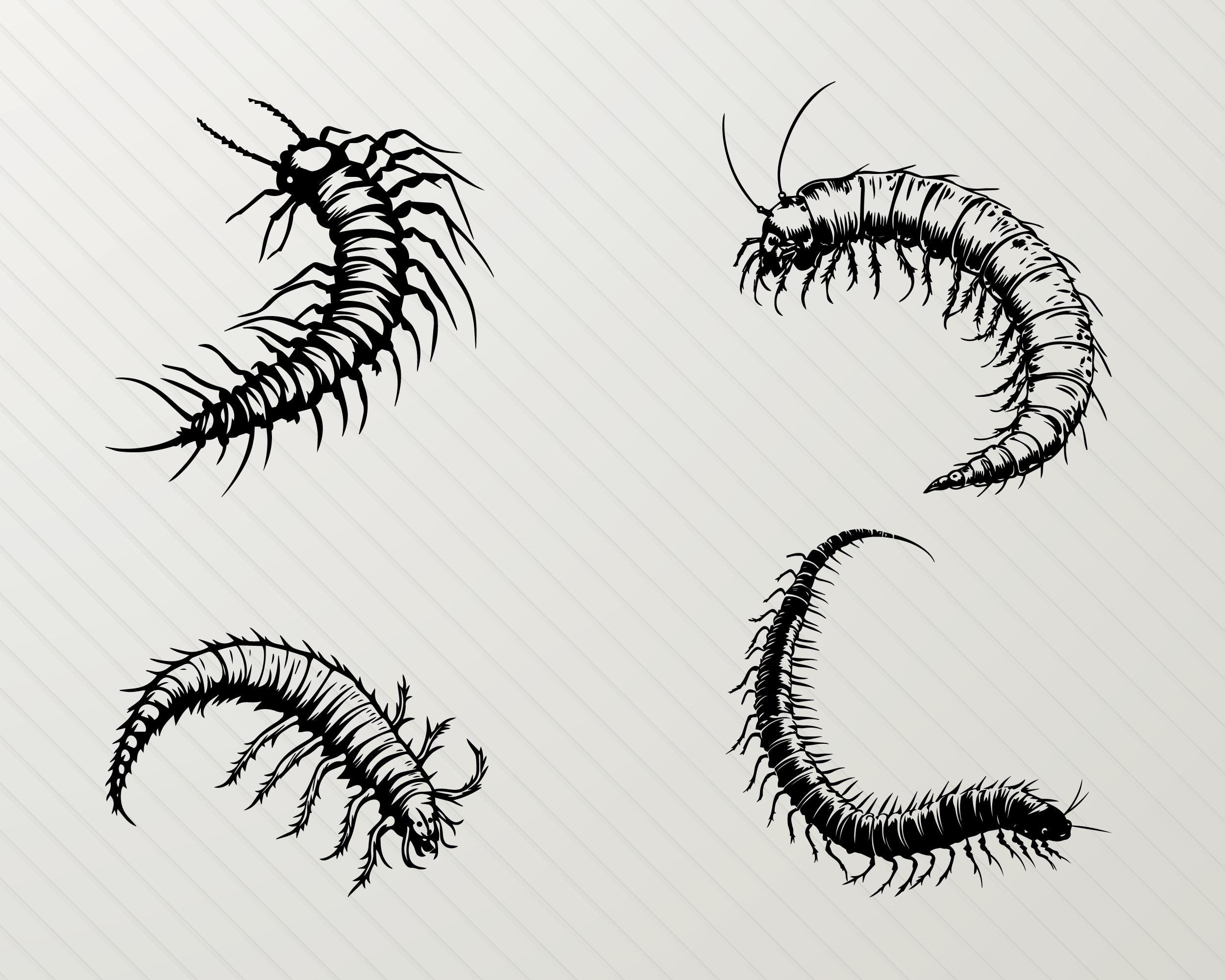 Centipede SVG Bundle: Insect Silhouette, Line Art (PNG) - Etsy