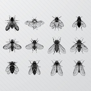 Cicada Silhouette SVG Bundle: Insect Clipart, Decal Vector (digital ...