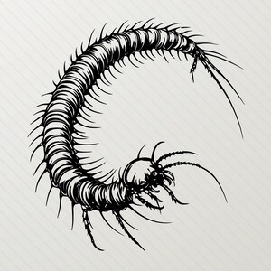 Centipede SVG Bundle: Insect Silhouette, Line Art (PNG) - Etsy