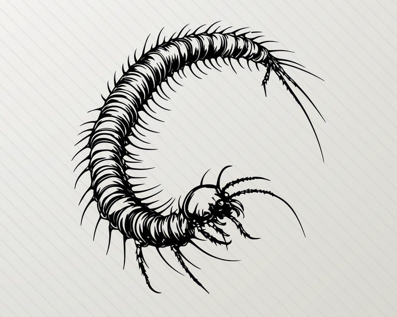 Centipede SVG Bundle: Insect Silhouette, Line Art (PNG) - Etsy