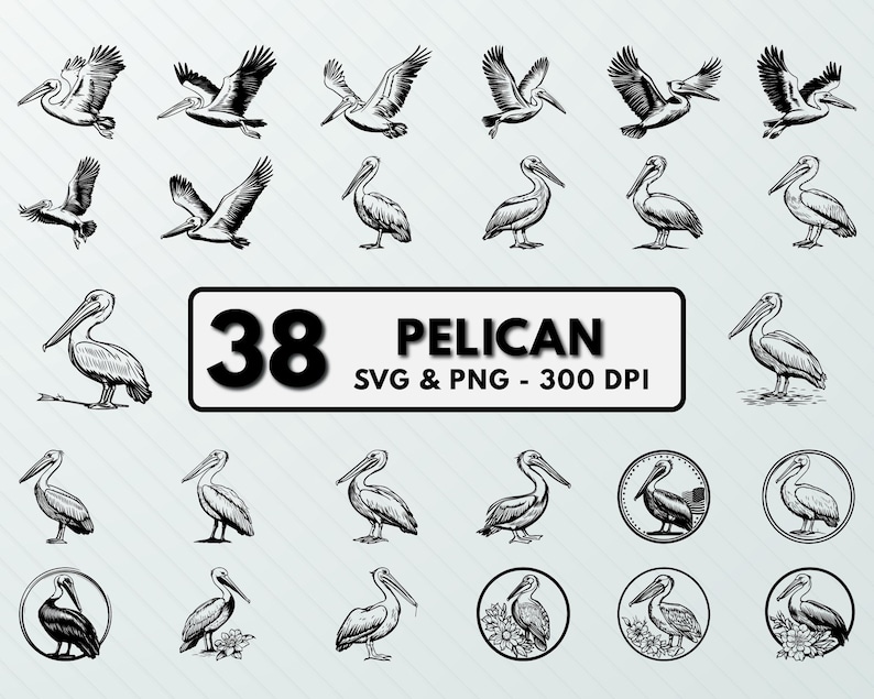Pelican Svg Png Bundle, Pelican Clipart, Pelican Silhouette, Pelican ...