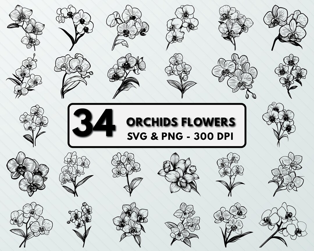 Orchid Flower SVG PNG Clipart: Floral Designs, Cut Files - Etsy