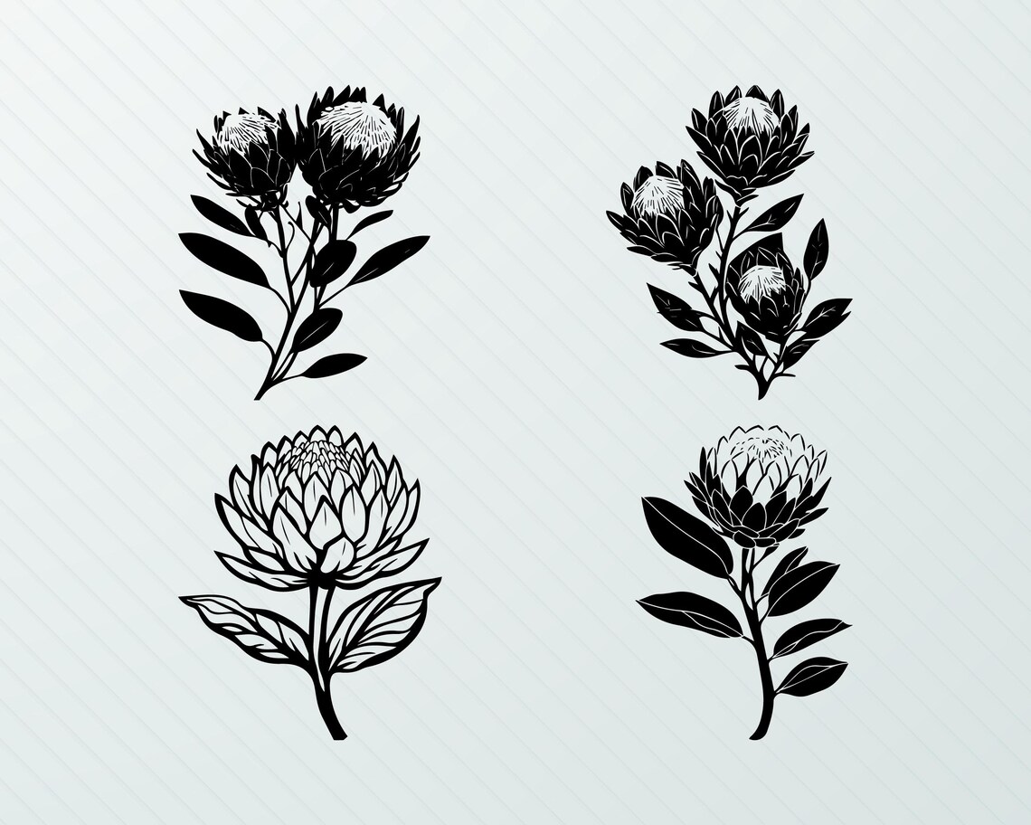 Protea Flower SVG PNG: Floral Silhouette Clipart (300 DPI) - Etsy