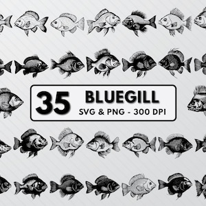 Bluegill Svg Bundle, Bluegill Fish Silhouette, Bluegill Sunfish Decal ...