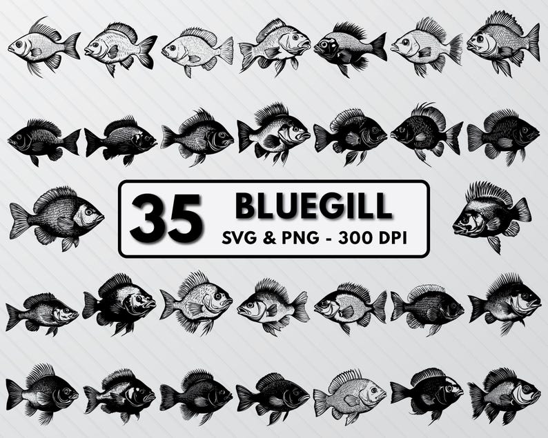Bluegill Svg Bundle, Bluegill Fish Silhouette, Bluegill Sunfish Decal ...