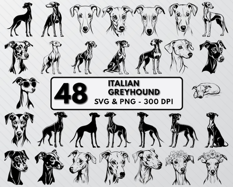 Italian Greyhound Svg Bundle, Italian Greyhound Silhouette Art, Dog ...