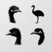 Emu Svg Cut Files, Australian Emu Silhouette Png, Emu Vector Art, Emu ...