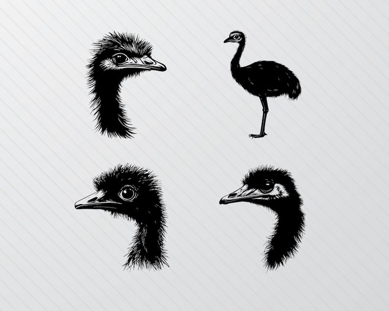 Emu SVG Cut Files: Australian Emu Silhouette PNG, Vector Art (digital ...