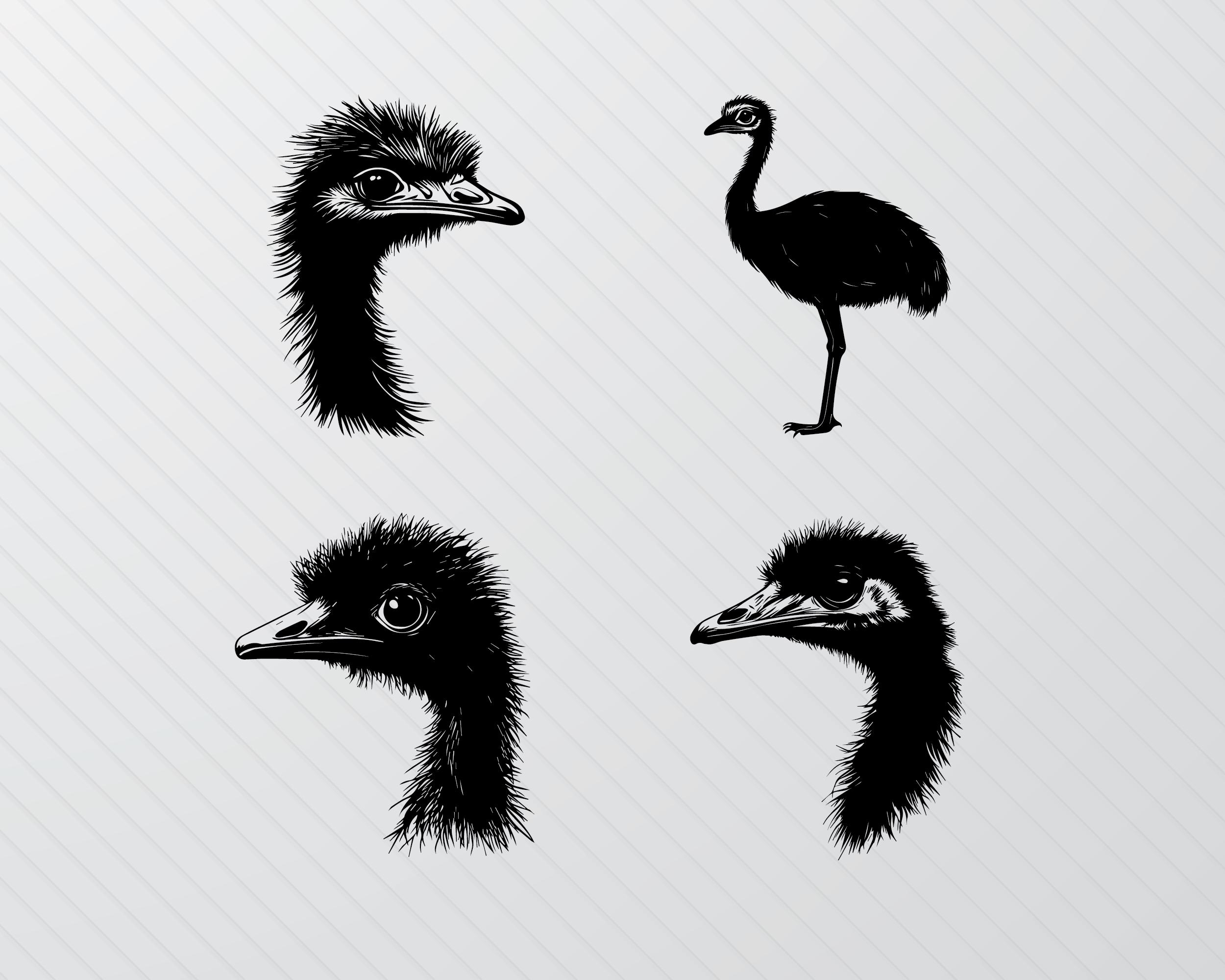 Emu Svg Cut Files, Australian Emu Silhouette Png, Emu Vector Art, Emu ...
