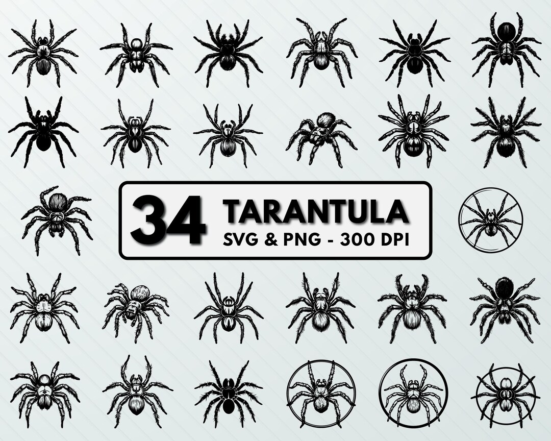 Tarantula Spider Svg, Tarantula Png, Tarantula Clipart, Spider ...