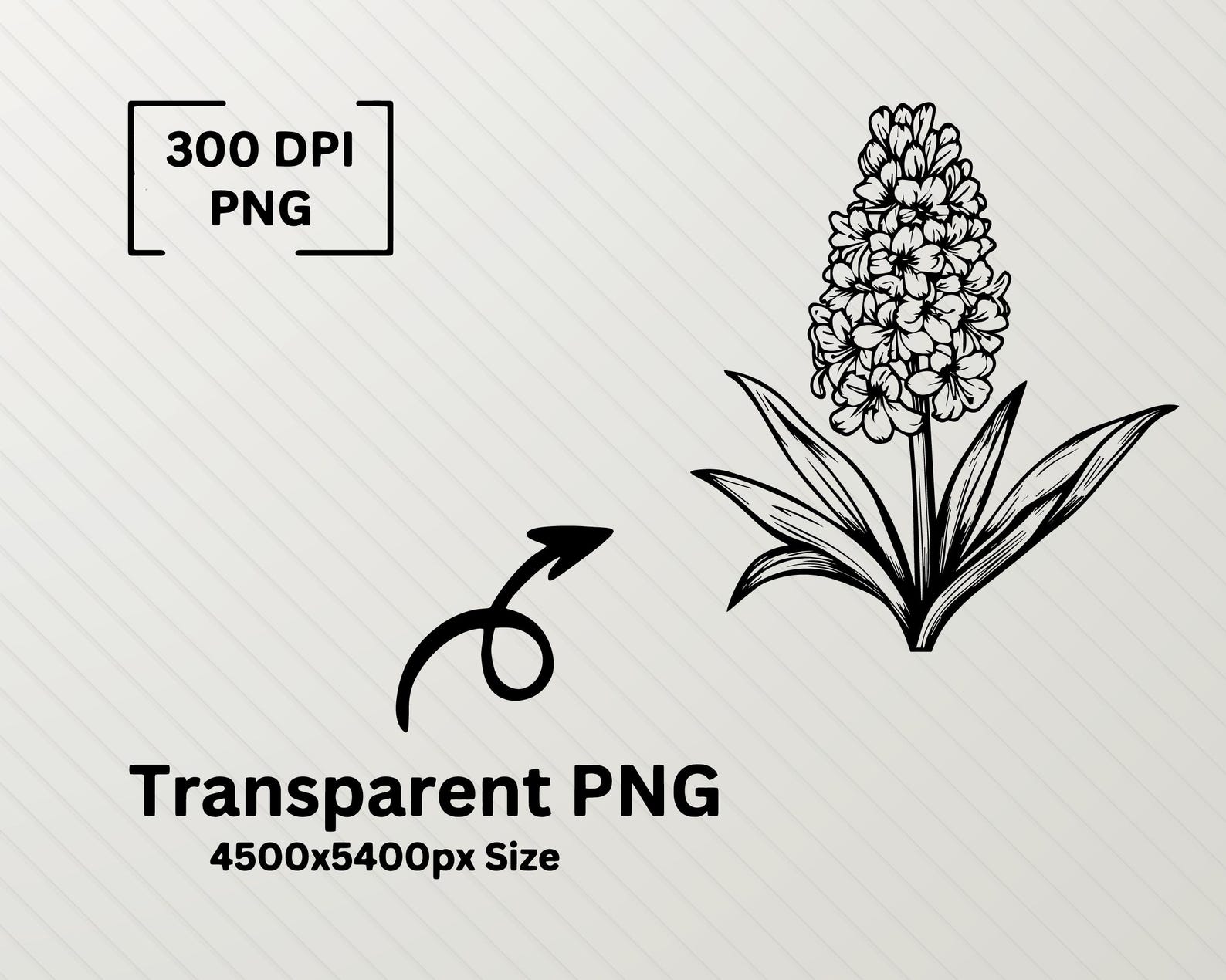 Hyacinth Svg Bundle, Hyacinth Silhouette, Dutch Hyacinth Svg Vector Png, Spring Flower Svg ...