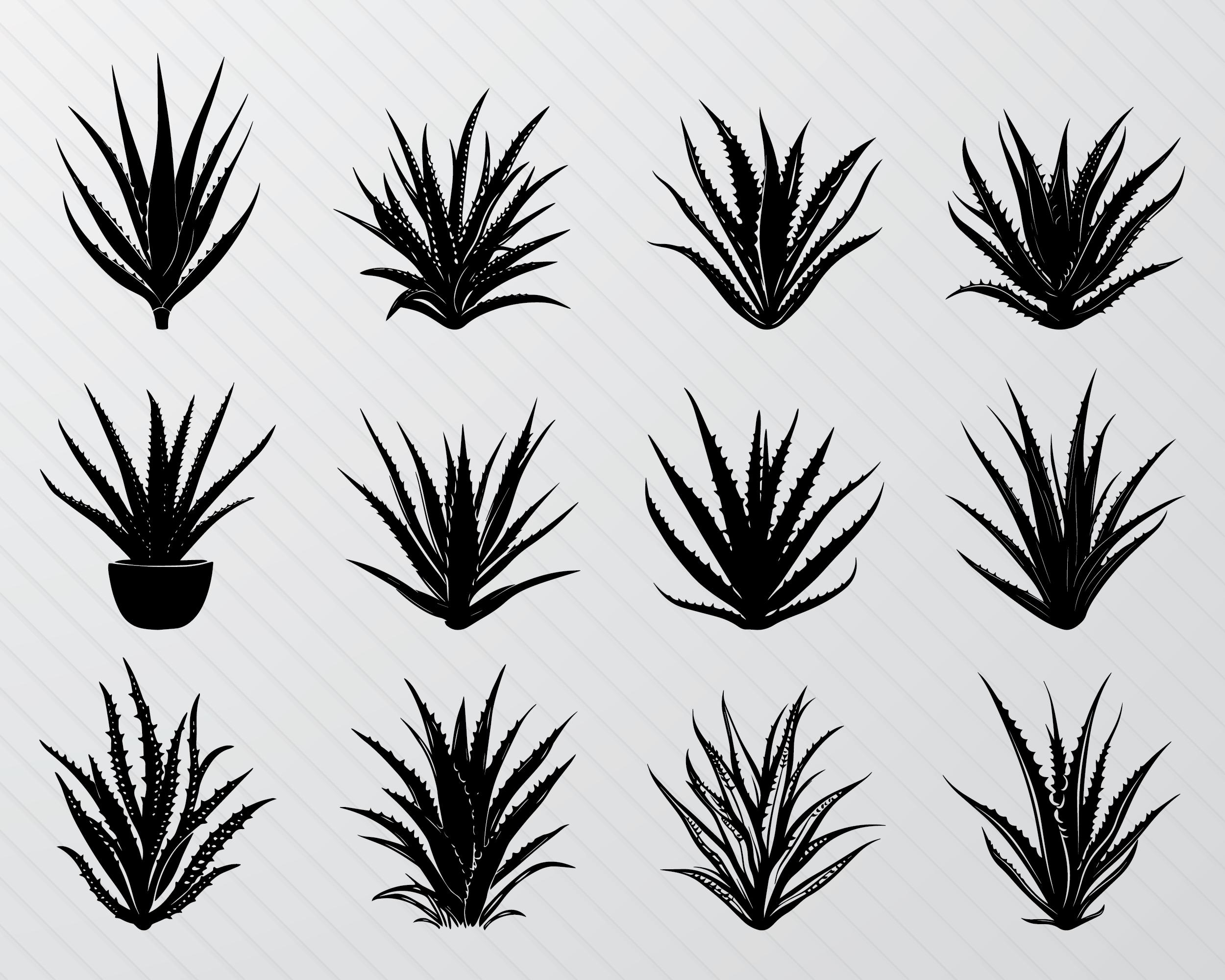 Aloe Vera Silhouette Vector, Aloe Vera Svg Bundle, Aloe Vera Clipart ...
