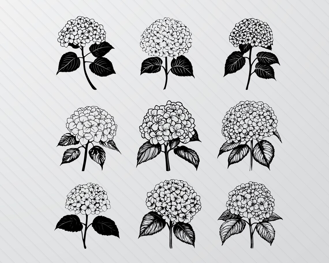 Hydrangea Flower SVG Bundle: Silhouette Clipart (PNG, Vector) - Etsy