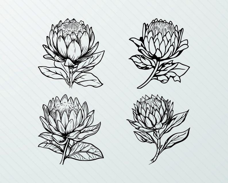 Protea Flower SVG PNG: Floral Silhouette Clipart (300 DPI) - Etsy