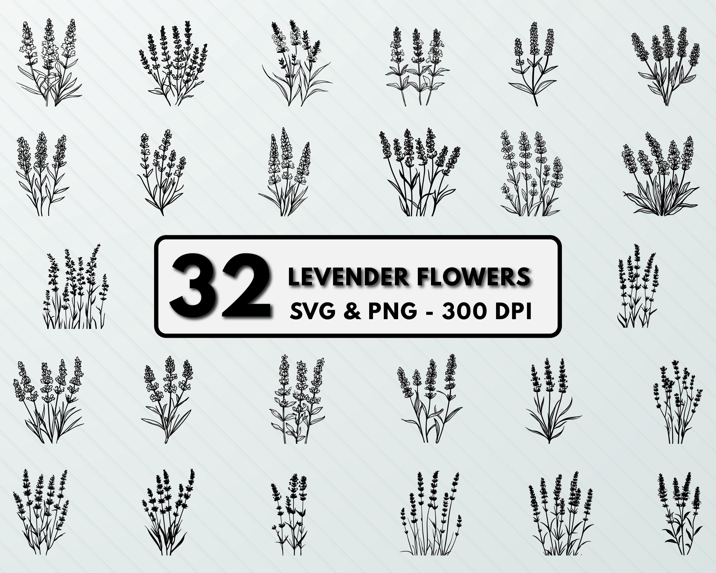 Lavender Flower Svg Cut File, Lavender Flower Png, Clipart, Lavender ...