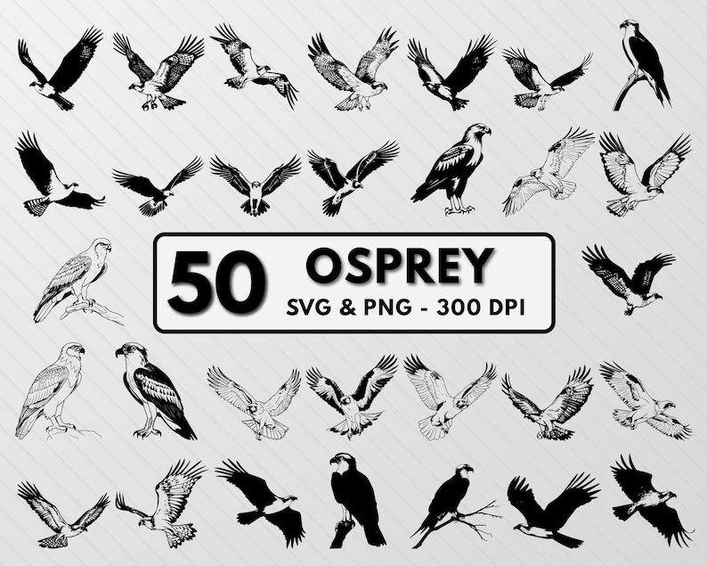 Osprey Silhouette Vector, Osprey Svg Bundle Clipart, Osprey Png File ...