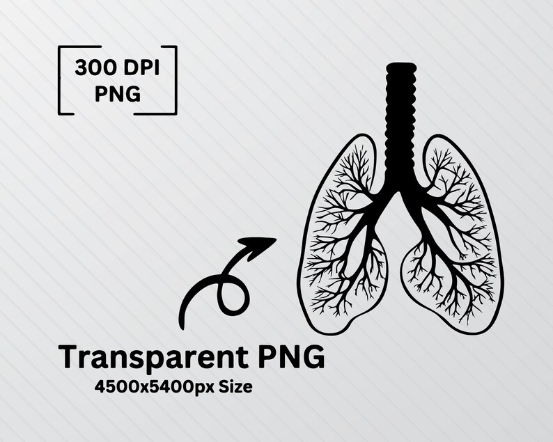 Human Lungs Silhouette, Human Lungs Svg Bundle Cut File, Lungs Png ...